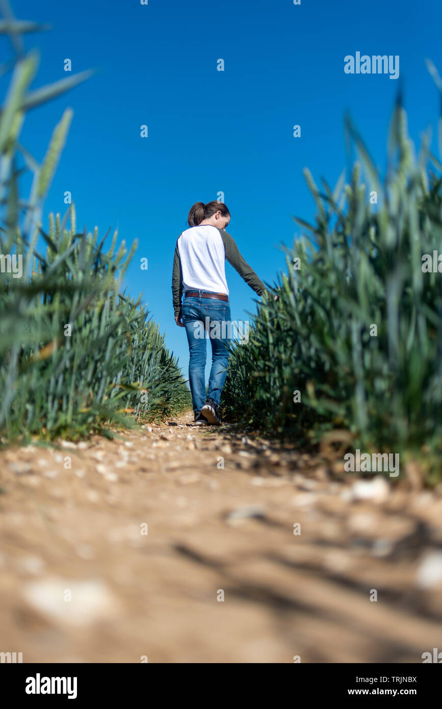 woman running her hand through ripening wheat in a field, low angle ...
