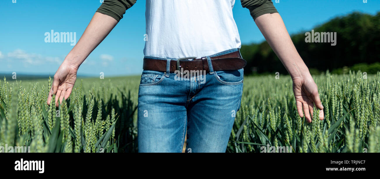 woman running her hands through ripening wheat in a field, close up ...