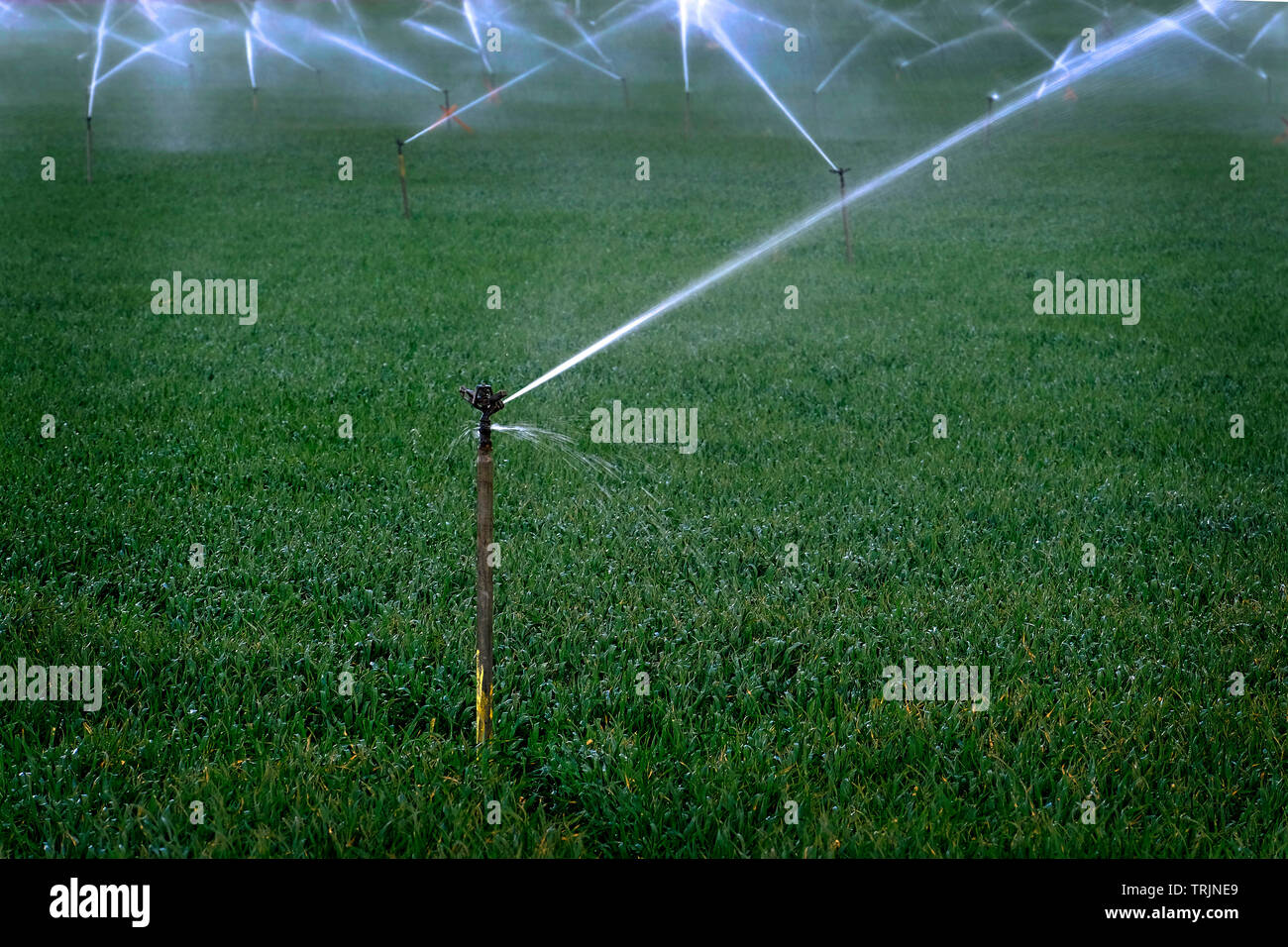 Sprinker irrigation system spraying water on field agricultural Stock ...