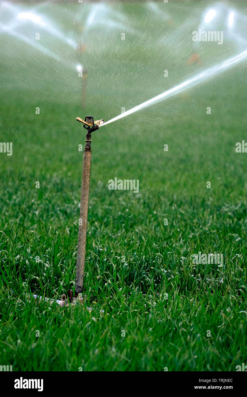 Sprinker irrigation system spraying water on field agricultural Stock ...