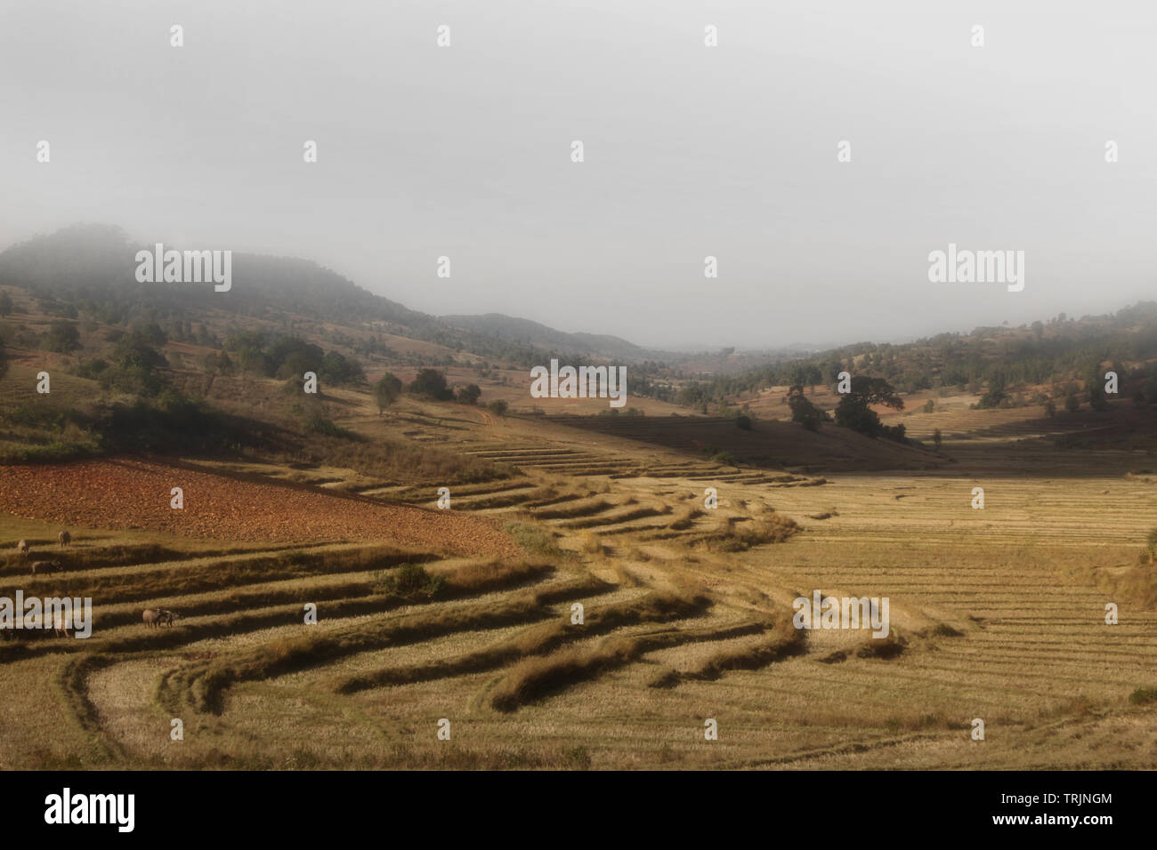 Burma rice terraces hi-res stock photography and images - Alamy
