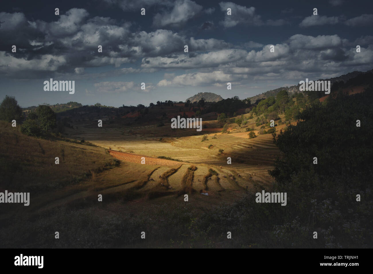 Drying out rice hi-res stock photography and images - Alamy