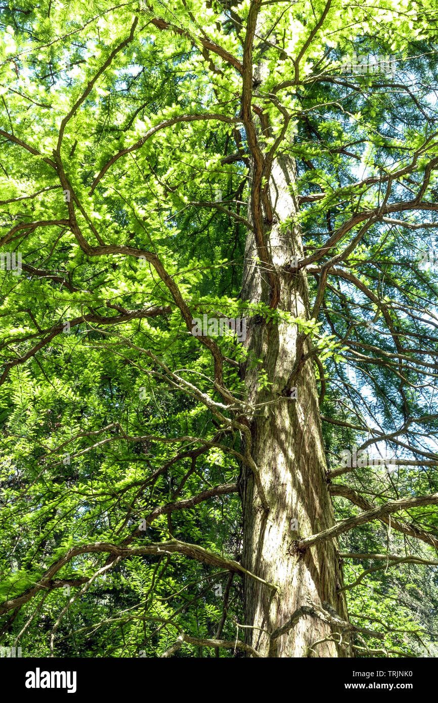 Bald cypress tree hi-res stock photography and images - Alamy