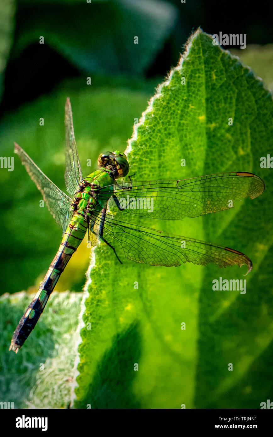 Climber dragonfly hi-res stock photography and images - Alamy