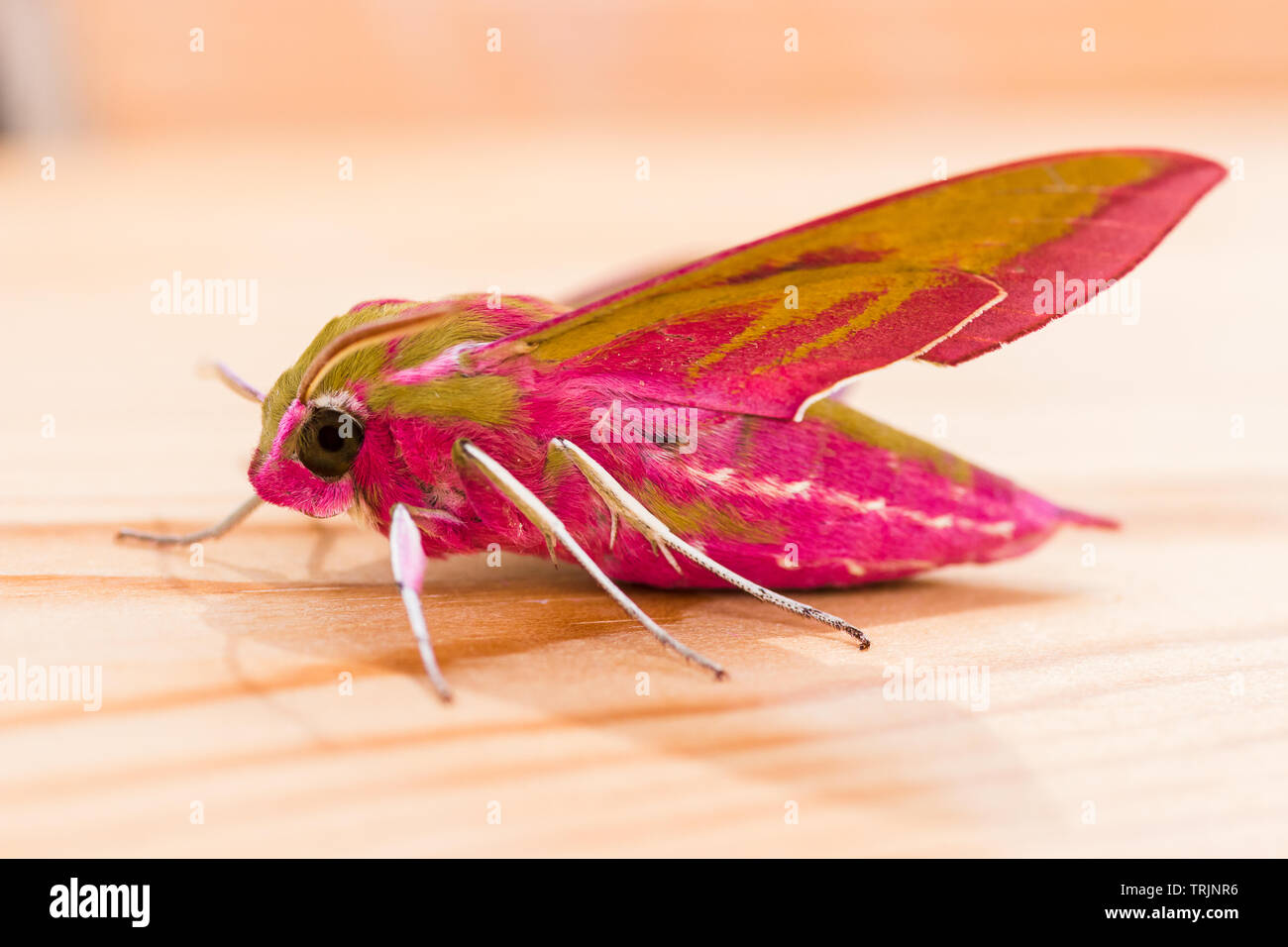 Elephant Hawk-moth "Deilephila elpenor" is a moth from the Sphingdae ...