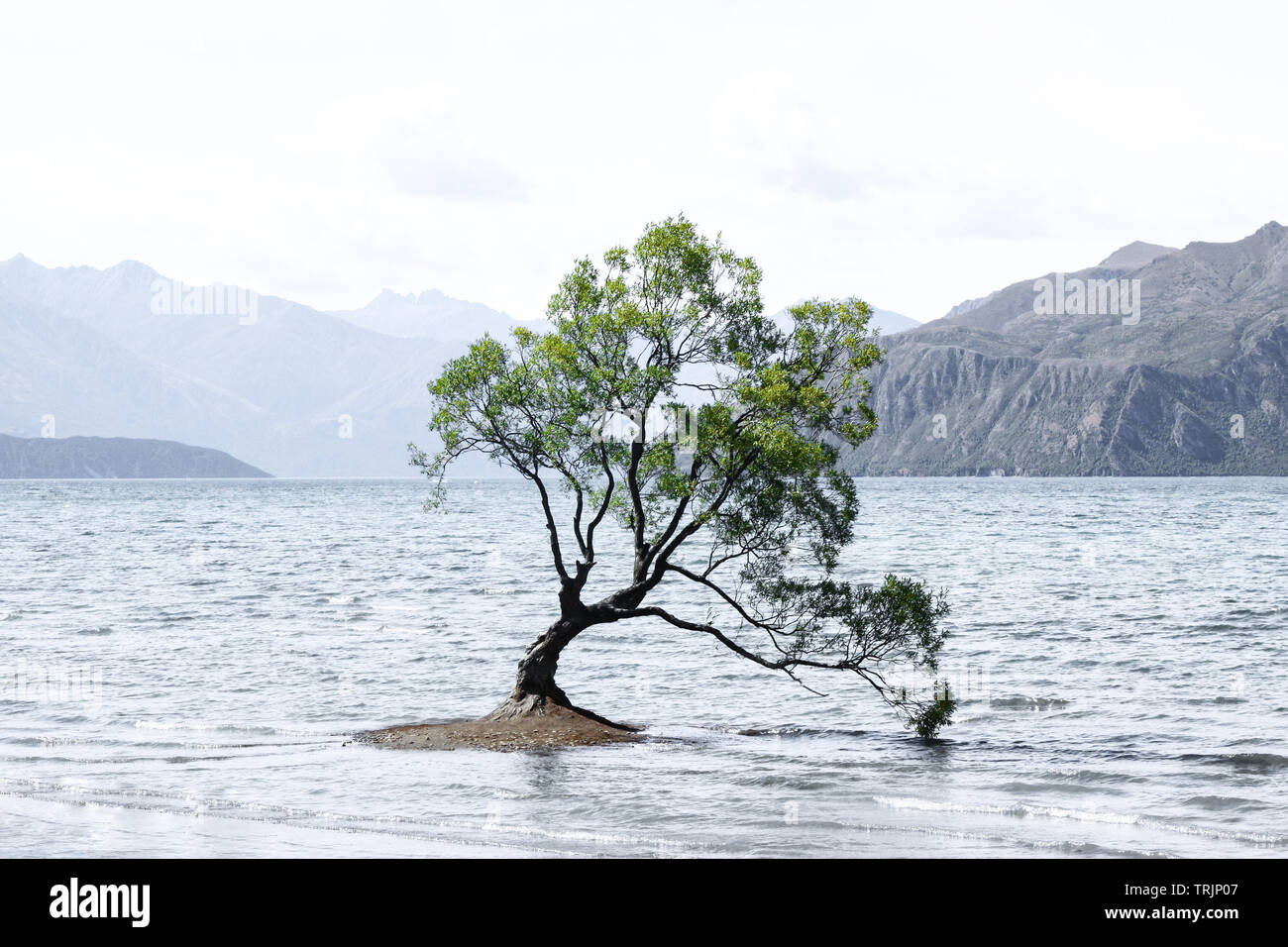 Wanaka tree new zealand landscape hi-res stock photography and images ...