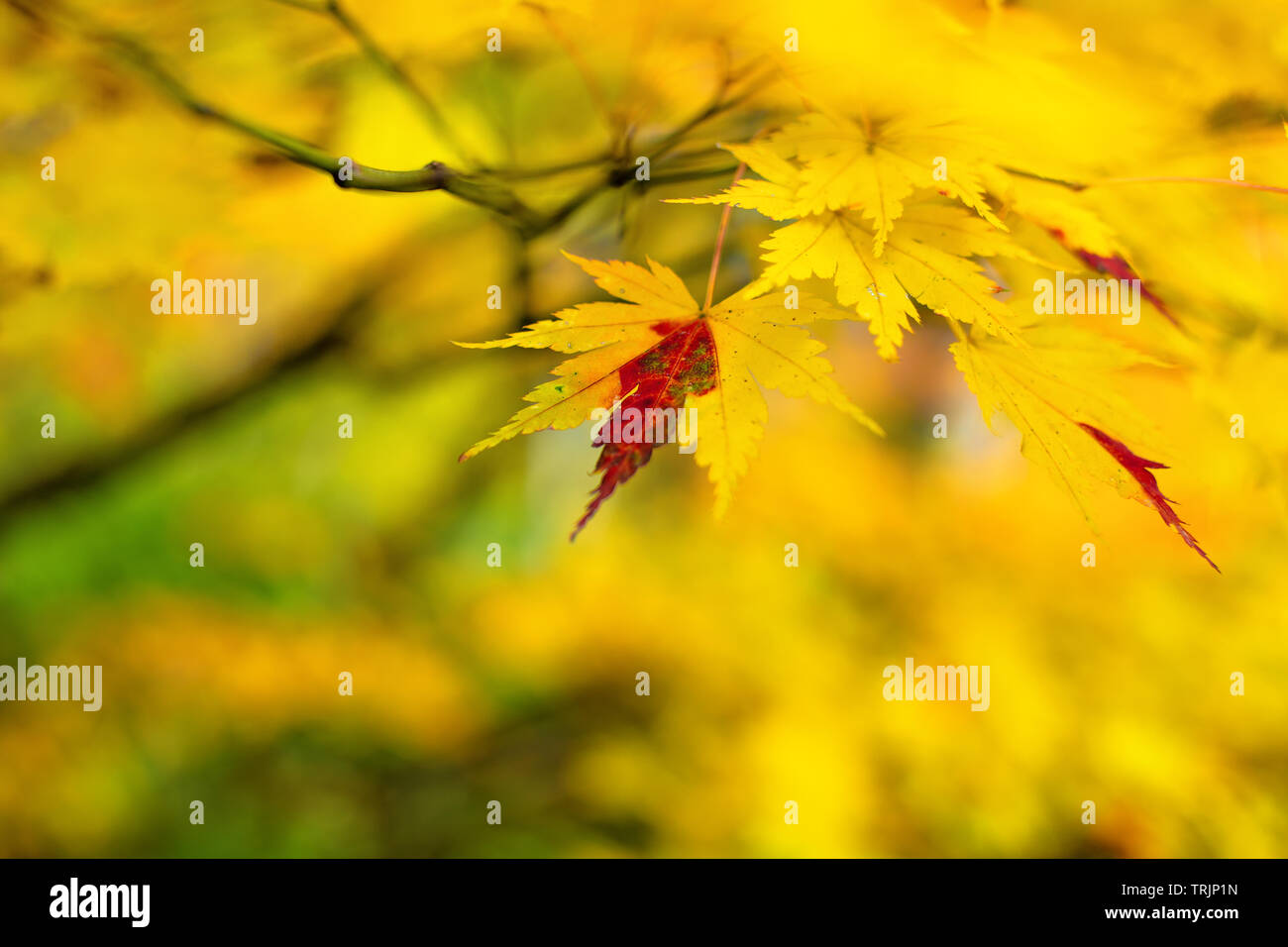 Momiji hi-res stock photography and images - Alamy
