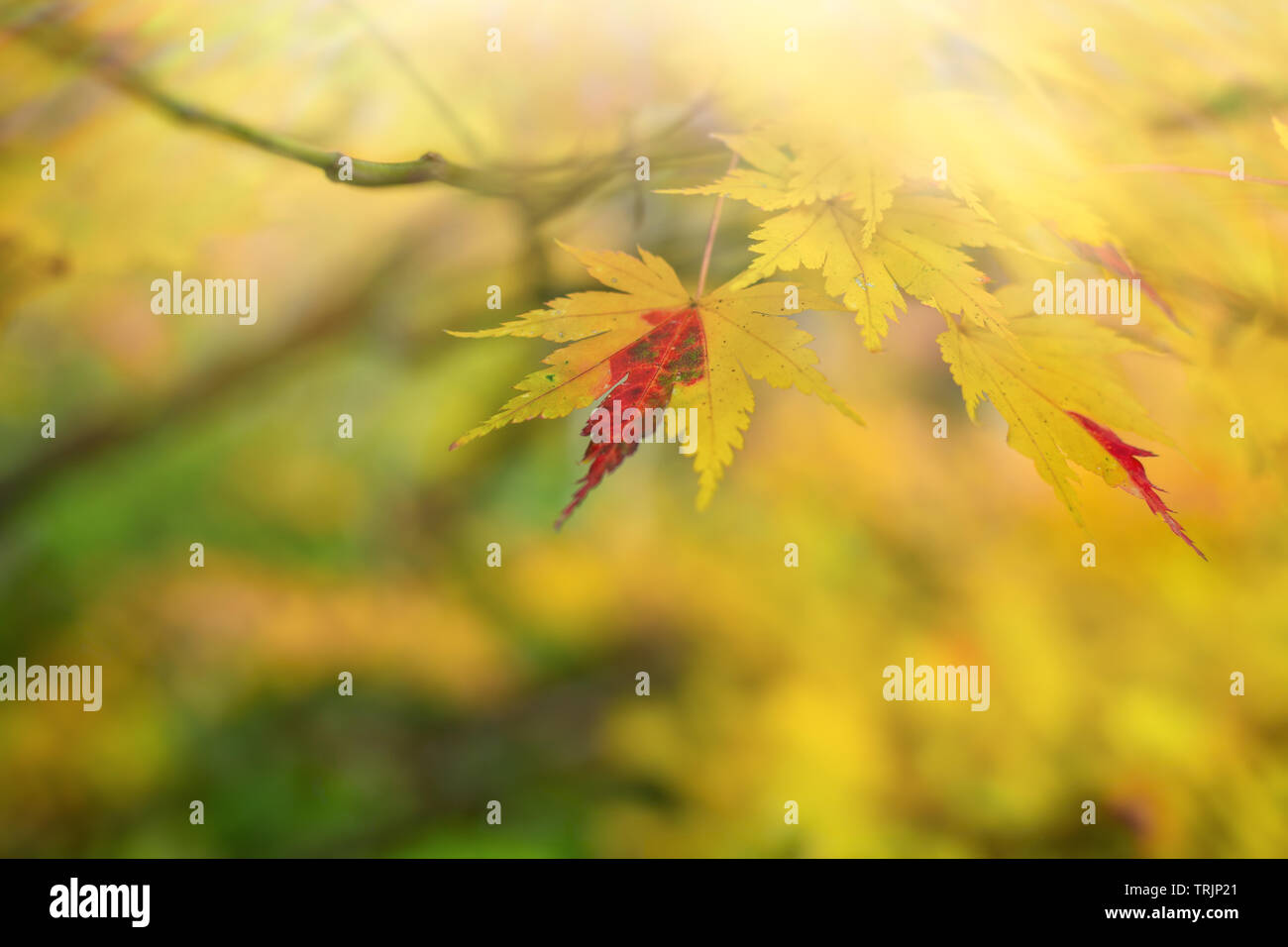 Momiji hi-res stock photography and images - Alamy
