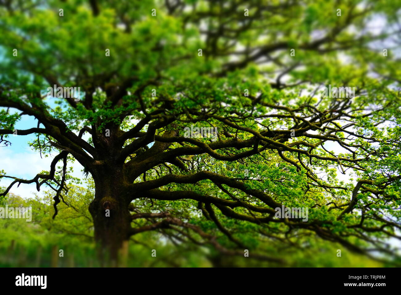 Tree full leaves hi-res stock photography and images - Alamy
