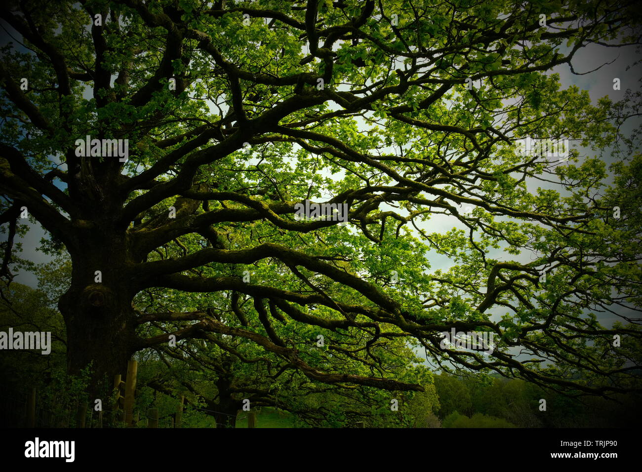 Tree with leaves in May Stock Photo - Alamy