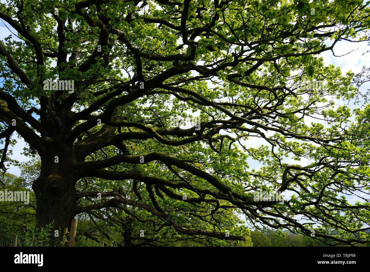 Tree with leaves in May Stock Photo - Alamy