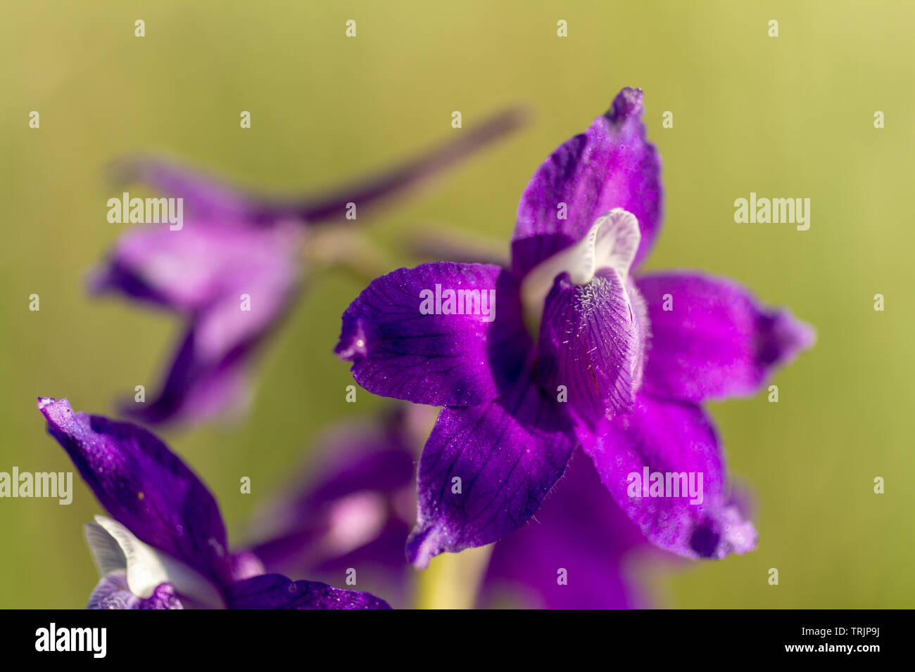 Little larkspur flower hi-res stock photography and images - Alamy