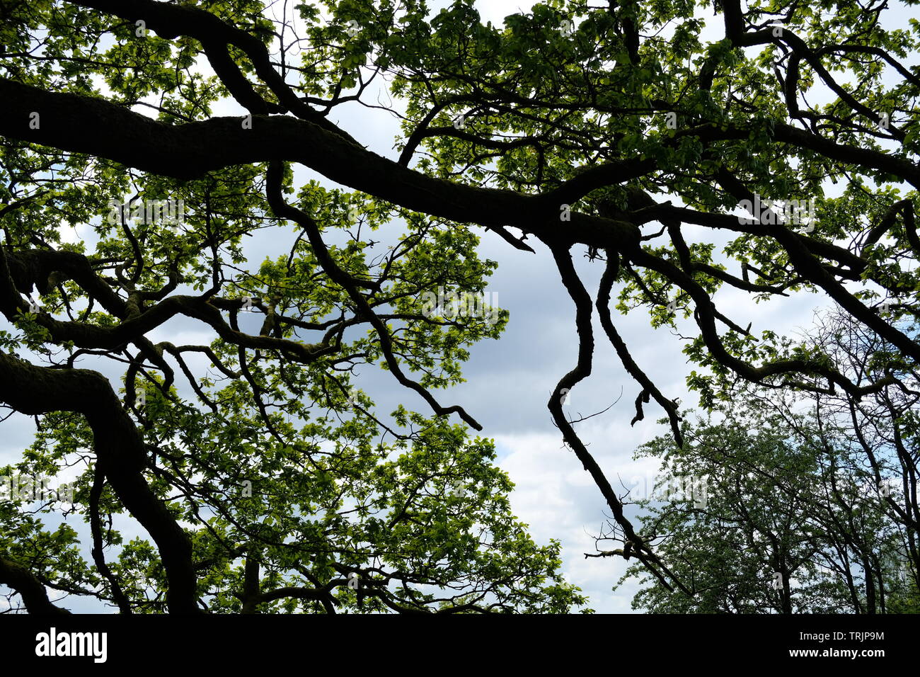 Tree with leaves in May Stock Photo - Alamy