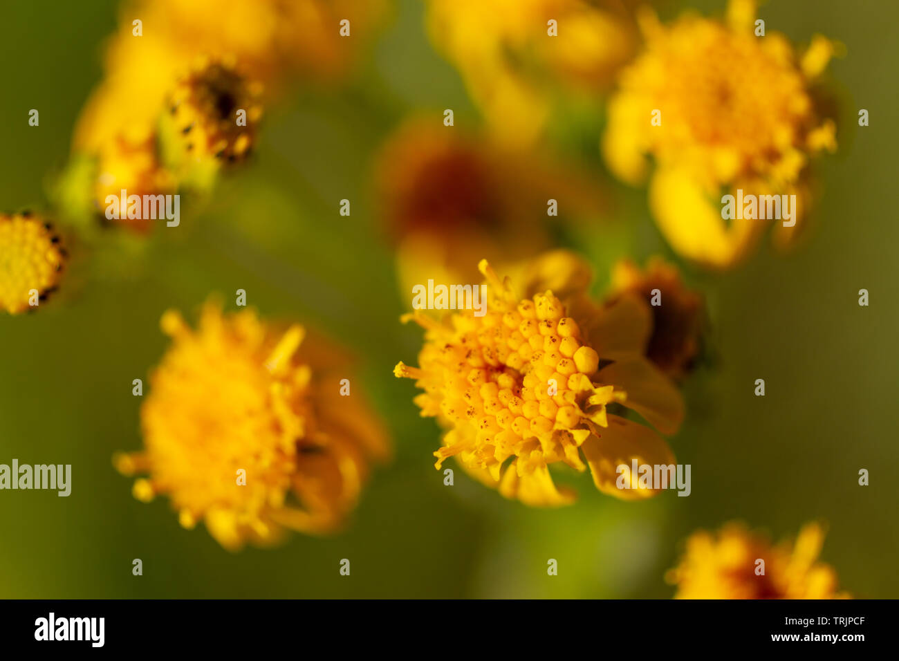 Early bloom stages of the Balsam Ragwort (Senecio pauperculus ...