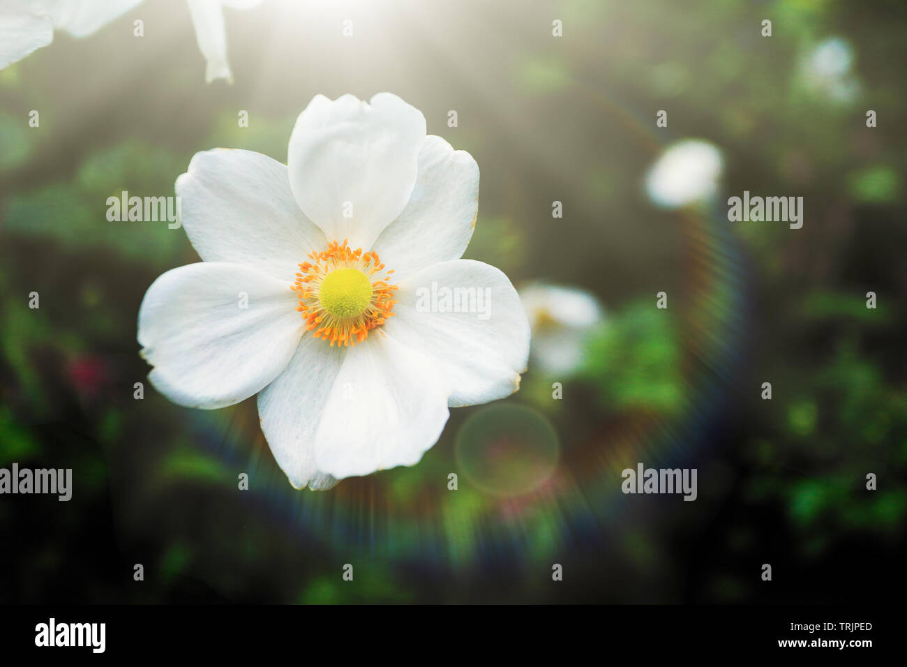 White Cosmos on Japan Stock Photo - Alamy