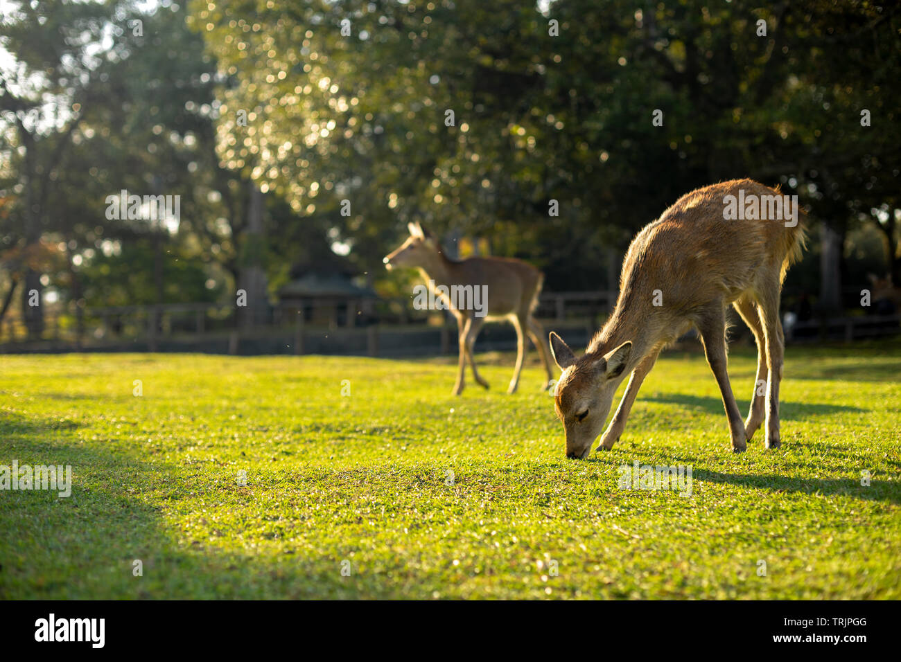 As The Deer Stock Photo - Alamy