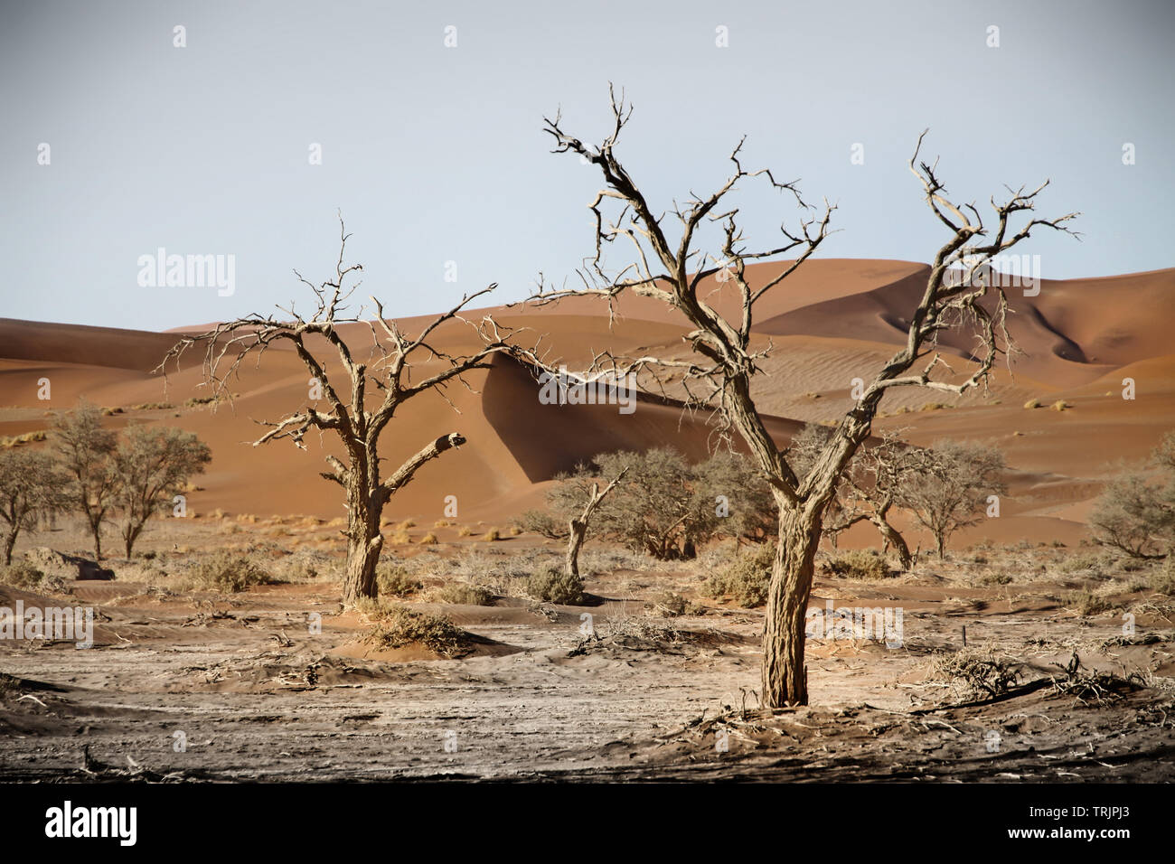 Dead trees in Namib Naukluft National Park Stock Photo - Alamy