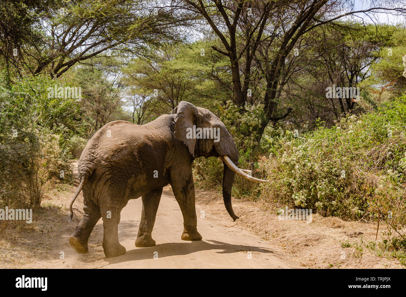 A big bull elephant with giant tusks crosses a dirt road Stock Photo ...