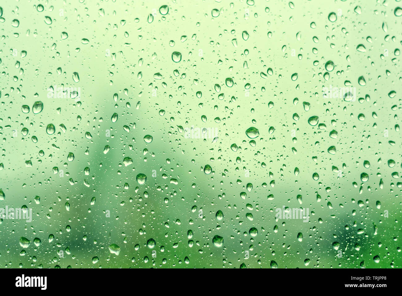 Rain drops on window with green tree as background. Natural water drops ...