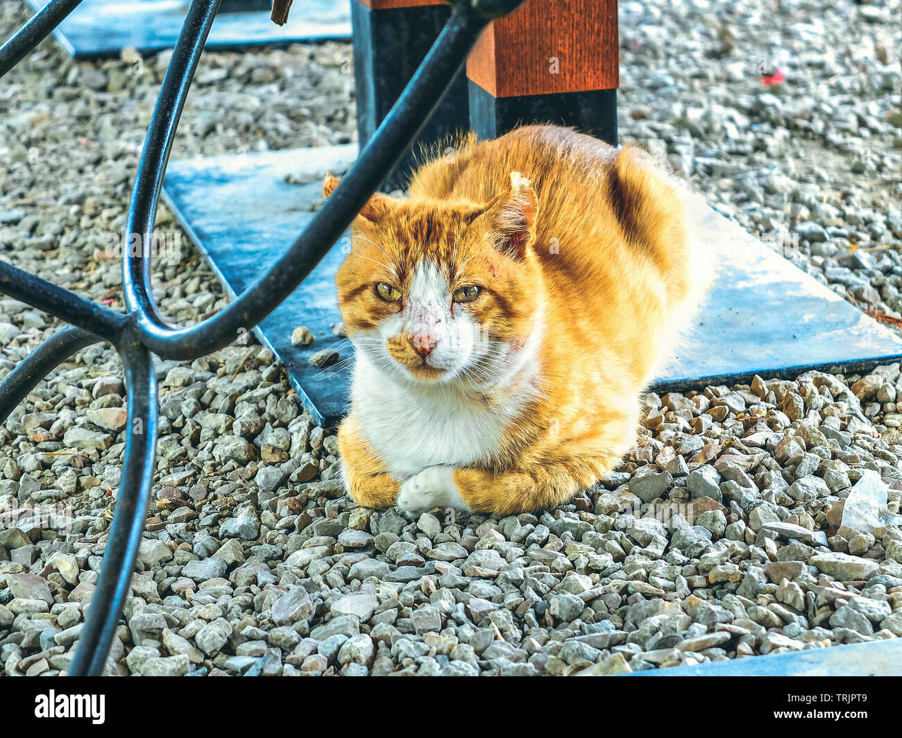 Lonely and sad dirty stray red cat with resting under the table Stock ...