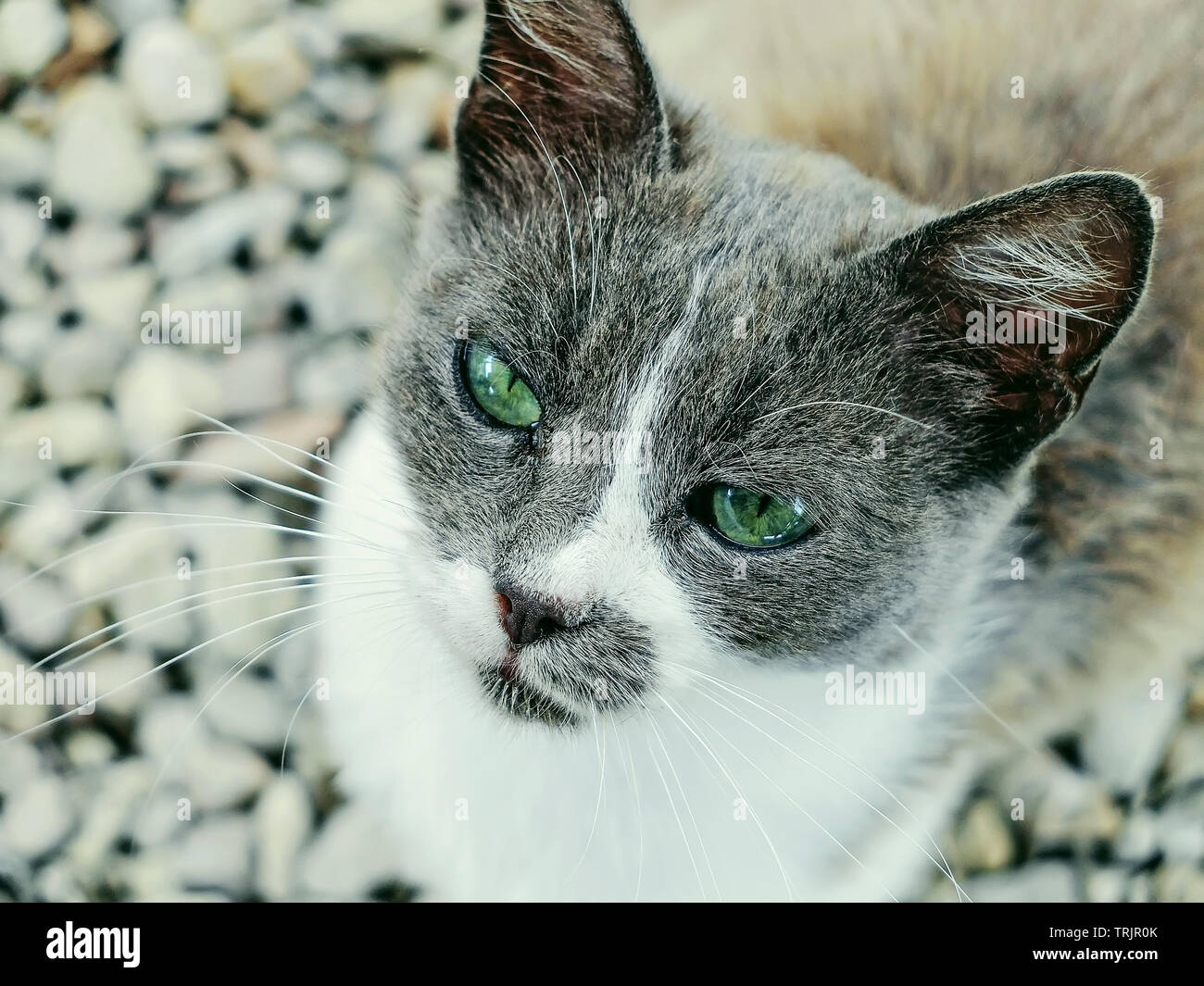Portrait of a grey and white stray cat asking for food and attention ...