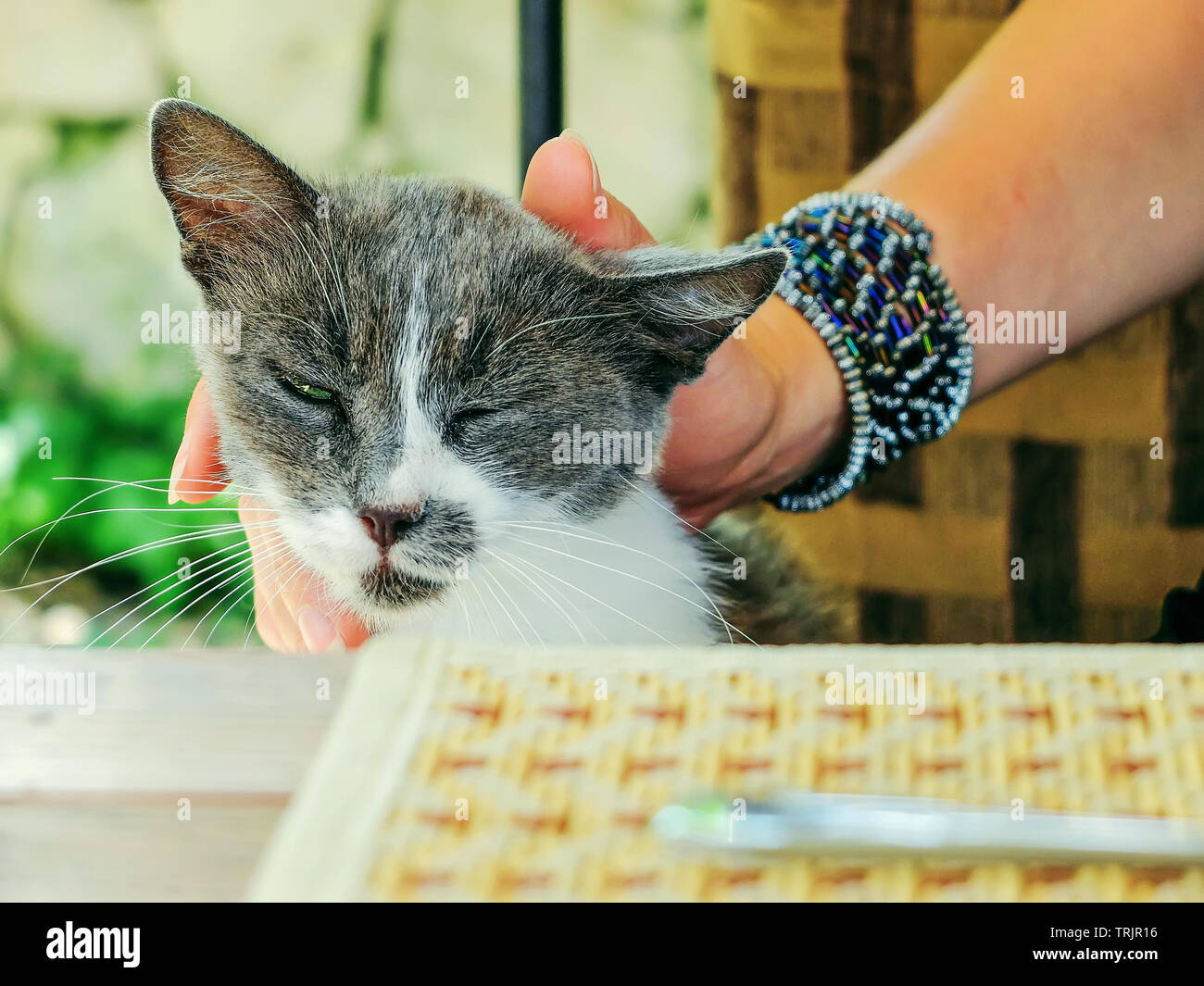 Grey and white stray cat asking for food and attention Stock Photo - Alamy