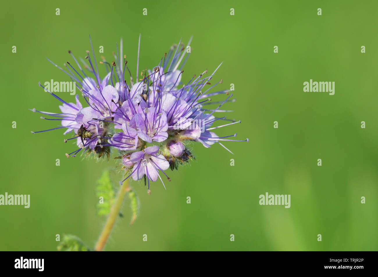 Close up of a lacy phacelia (phacelia tanacetifolia) flower in bloom ...