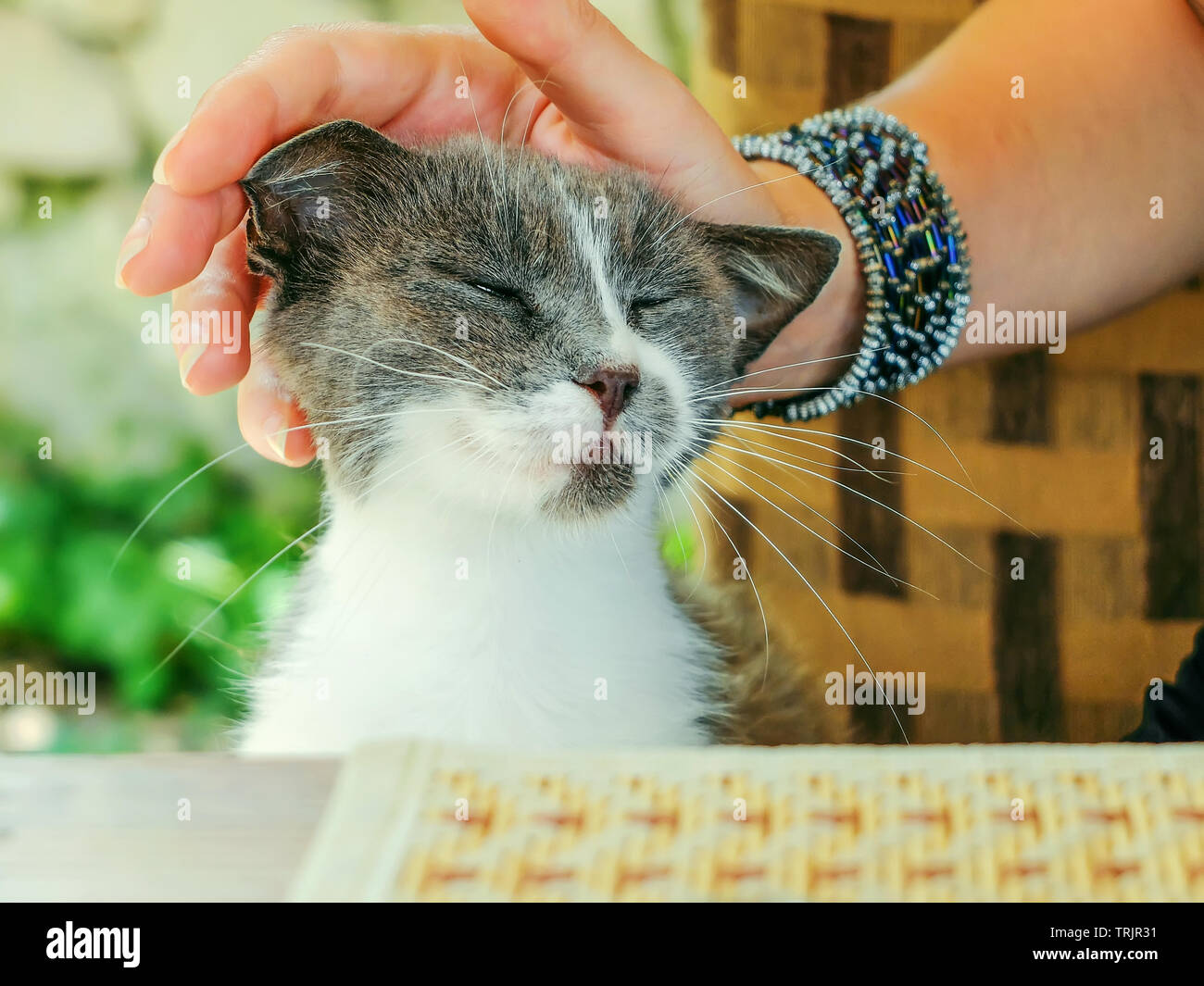 Cat asking for attention hi-res stock photography and images - Alamy