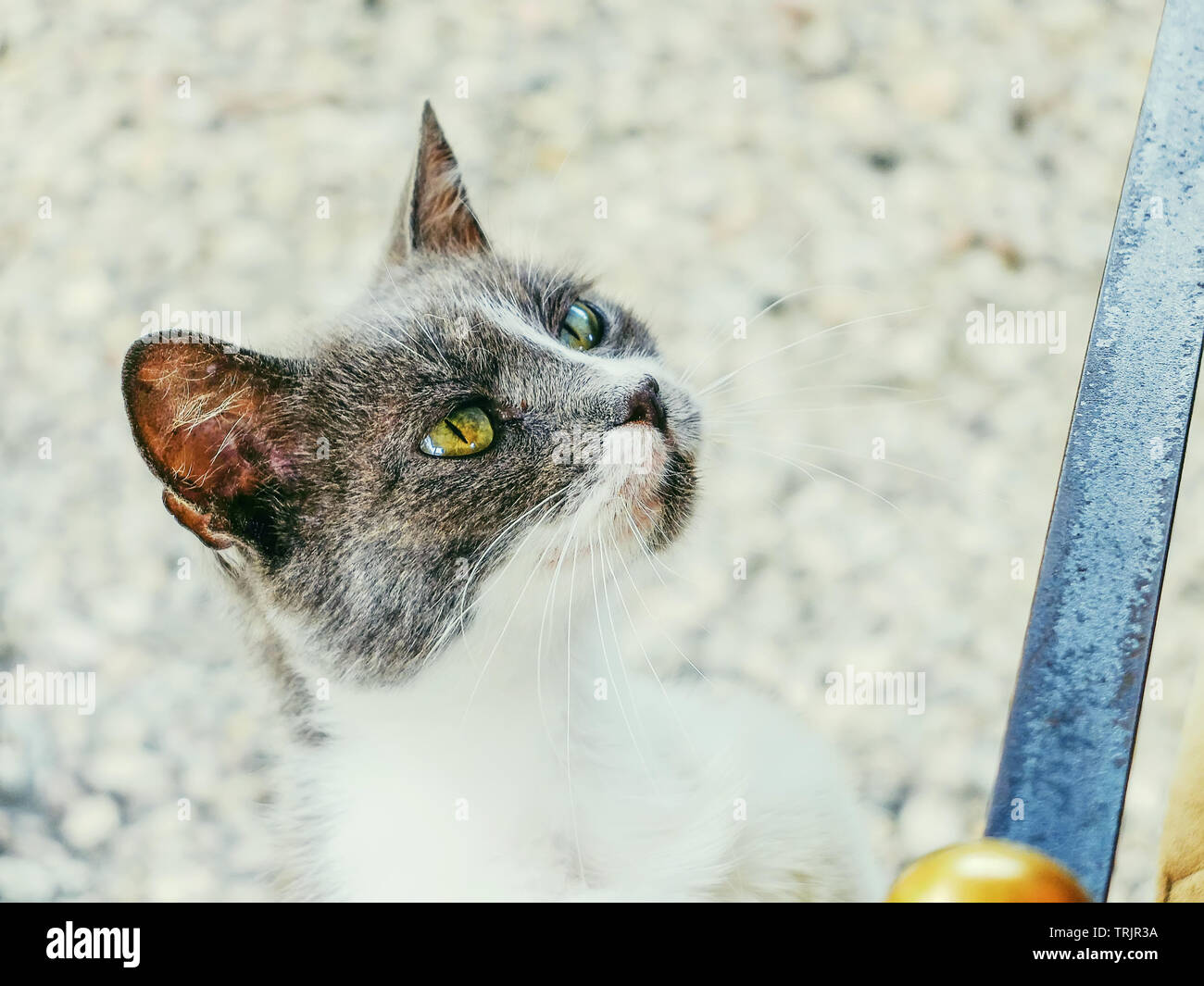 Cat asking for attention hi-res stock photography and images - Alamy