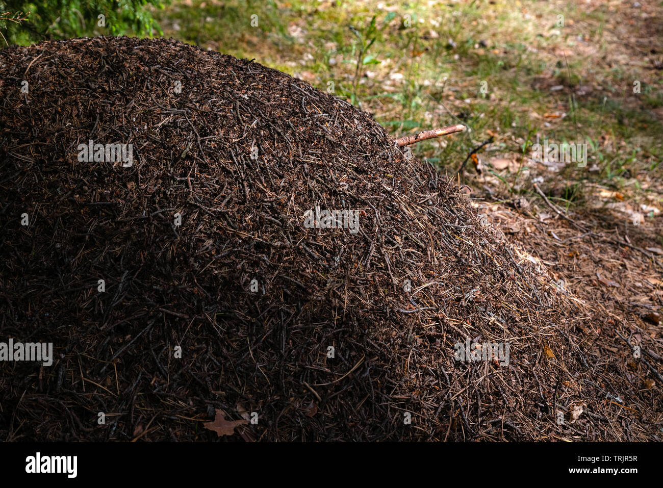 Big ant hill in European forest at morning light. Anthill, formicary ...