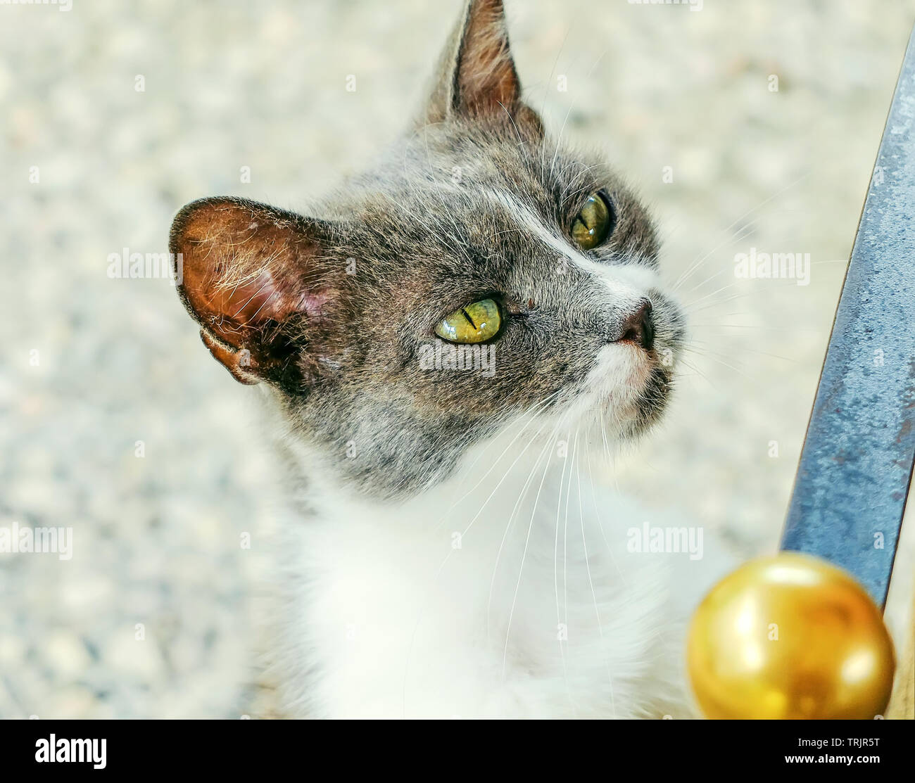 Asking for food hi-res stock photography and images - Alamy