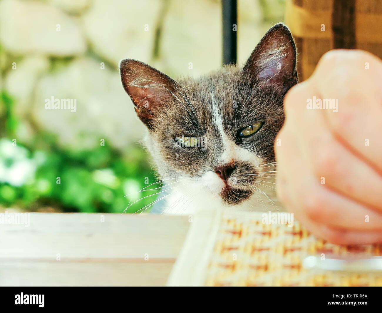 Cat asking for attention hi-res stock photography and images - Alamy