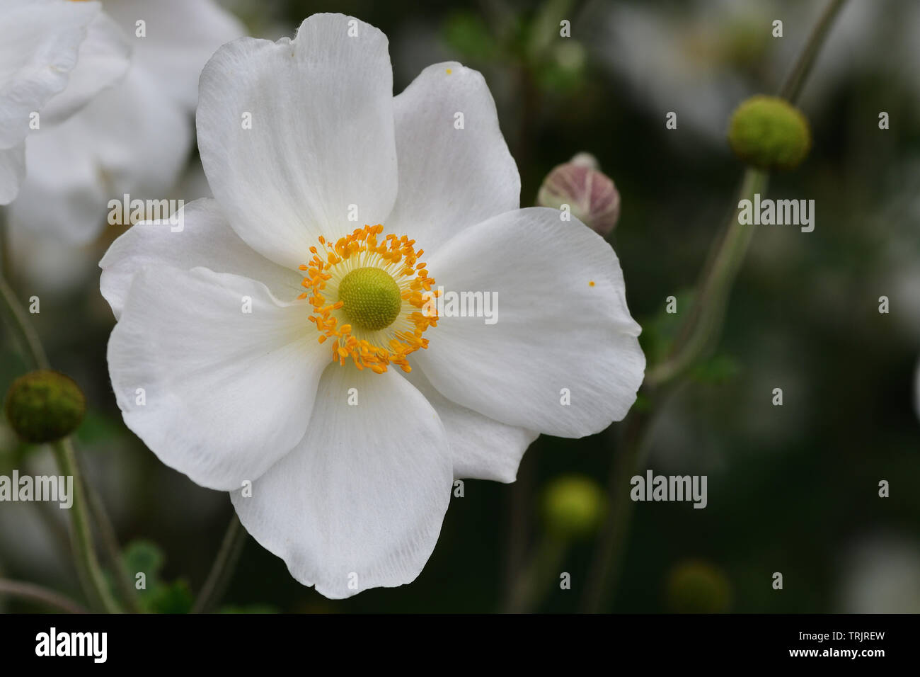 Japanese thimbleweed hi-res stock photography and images - Alamy
