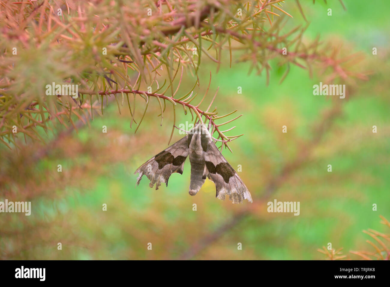 Proserpina hi-res stock photography and images - Alamy