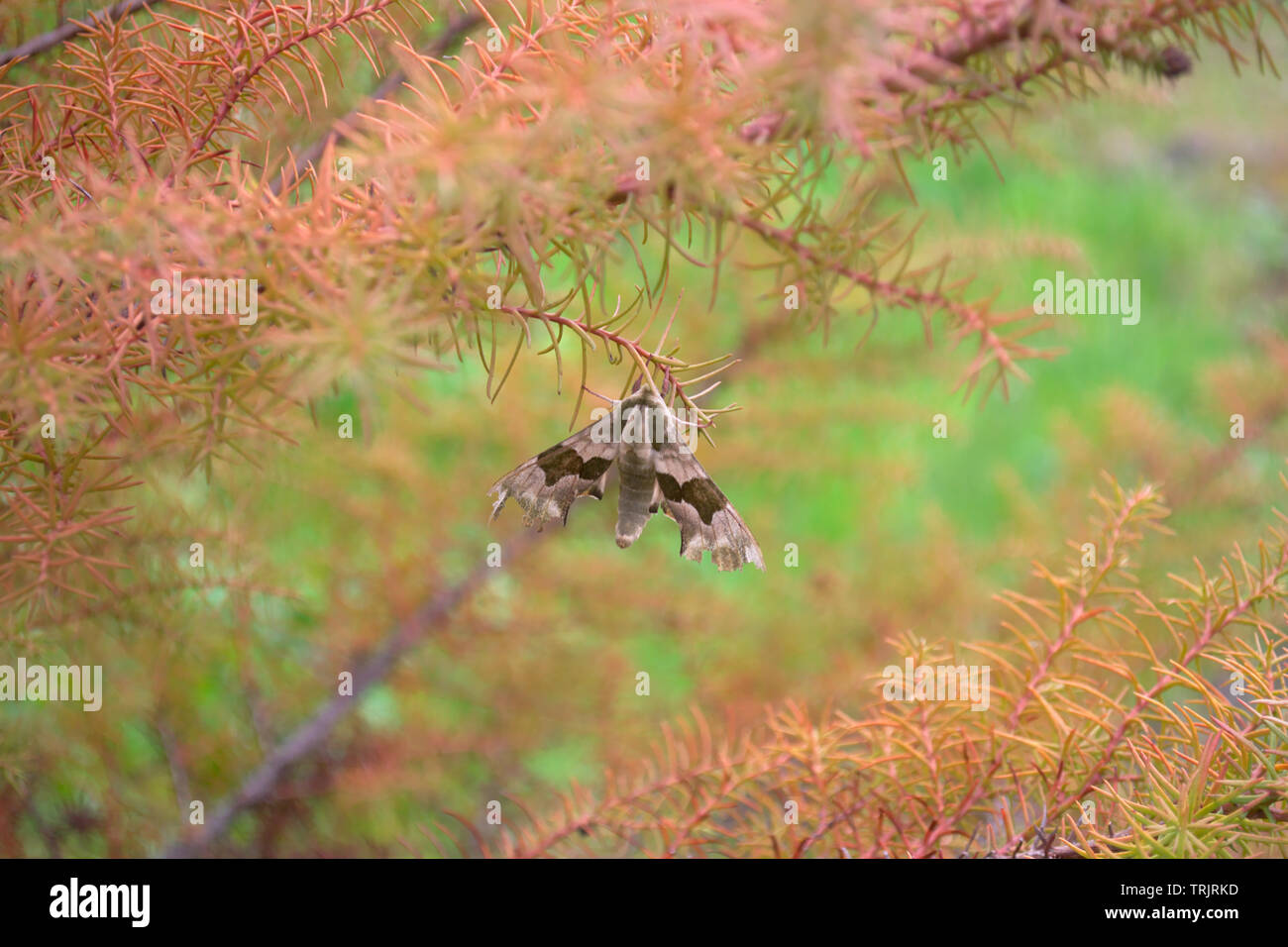 Proserpinus proserpina hi-res stock photography and images - Alamy