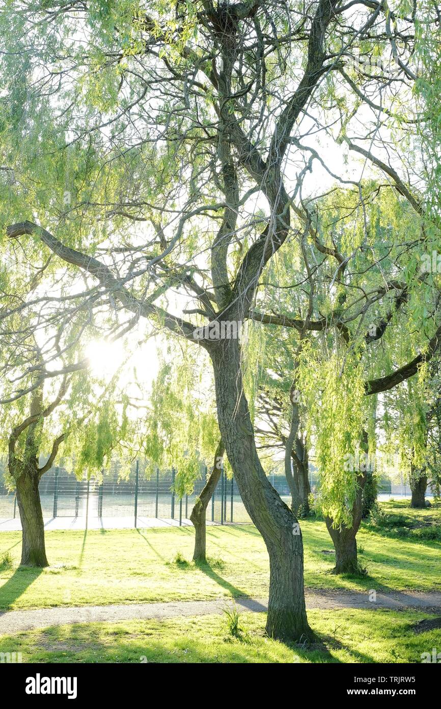 Trees dancing in sunlight Stock Photo - Alamy