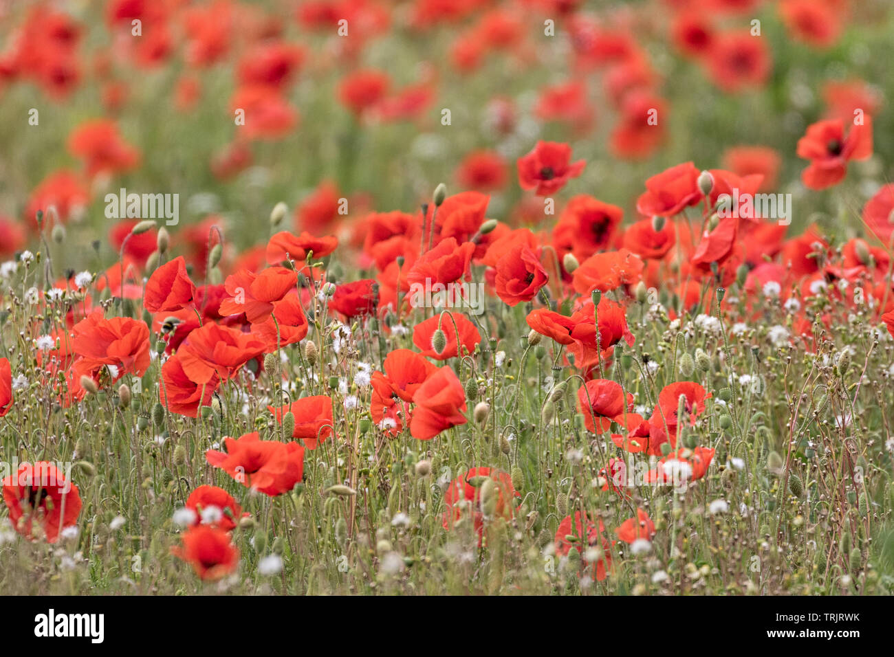 Poppyfields hi-res stock photography and images - Alamy