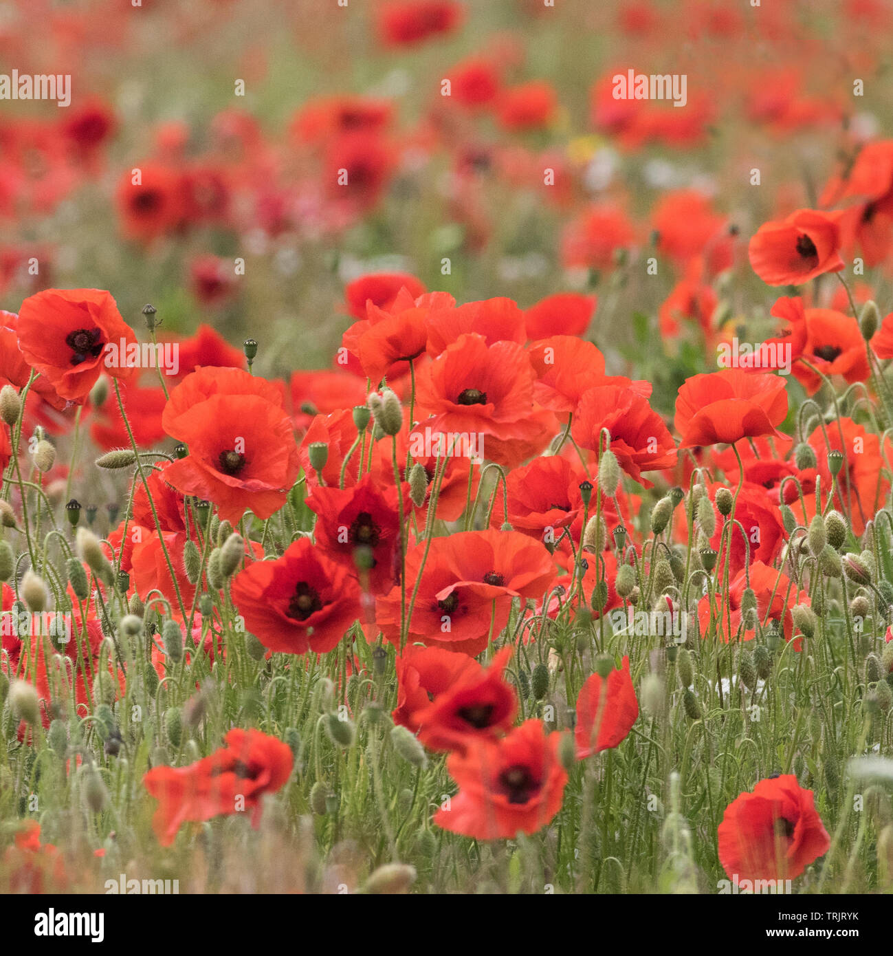 Red poppies in abundance, poppy fields Stock Photo - Alamy