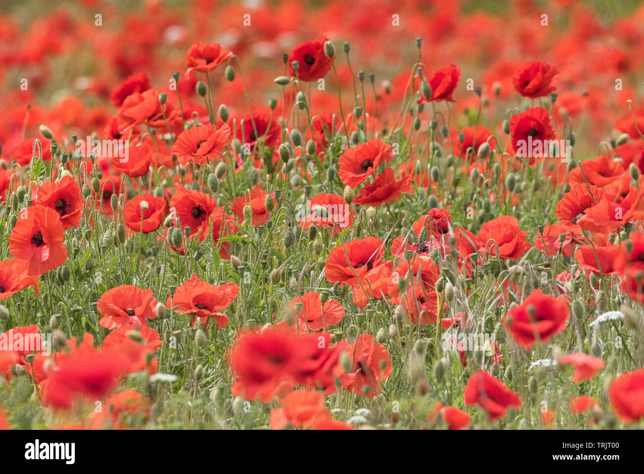 Red poppies in abundance, poppy fields Stock Photo - Alamy