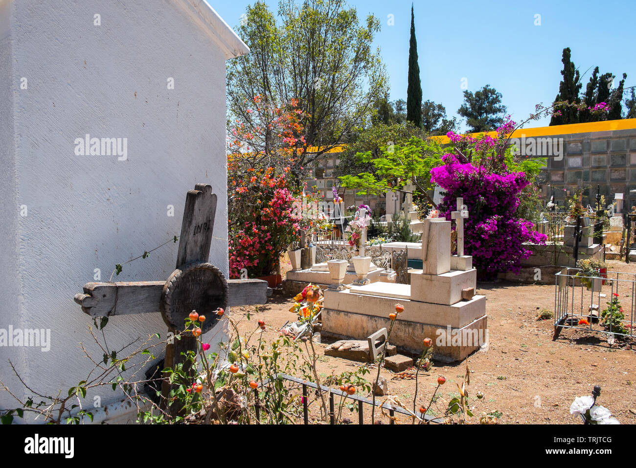 Spring flowers in cementery, Guanajuato, Mexico Stock Photo - Alamy