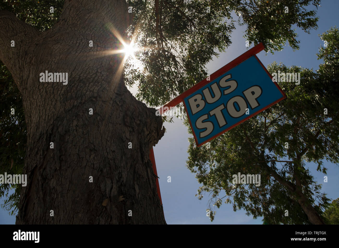 Road sign with the inscription in English 'bus stop' near eucalyptus ...