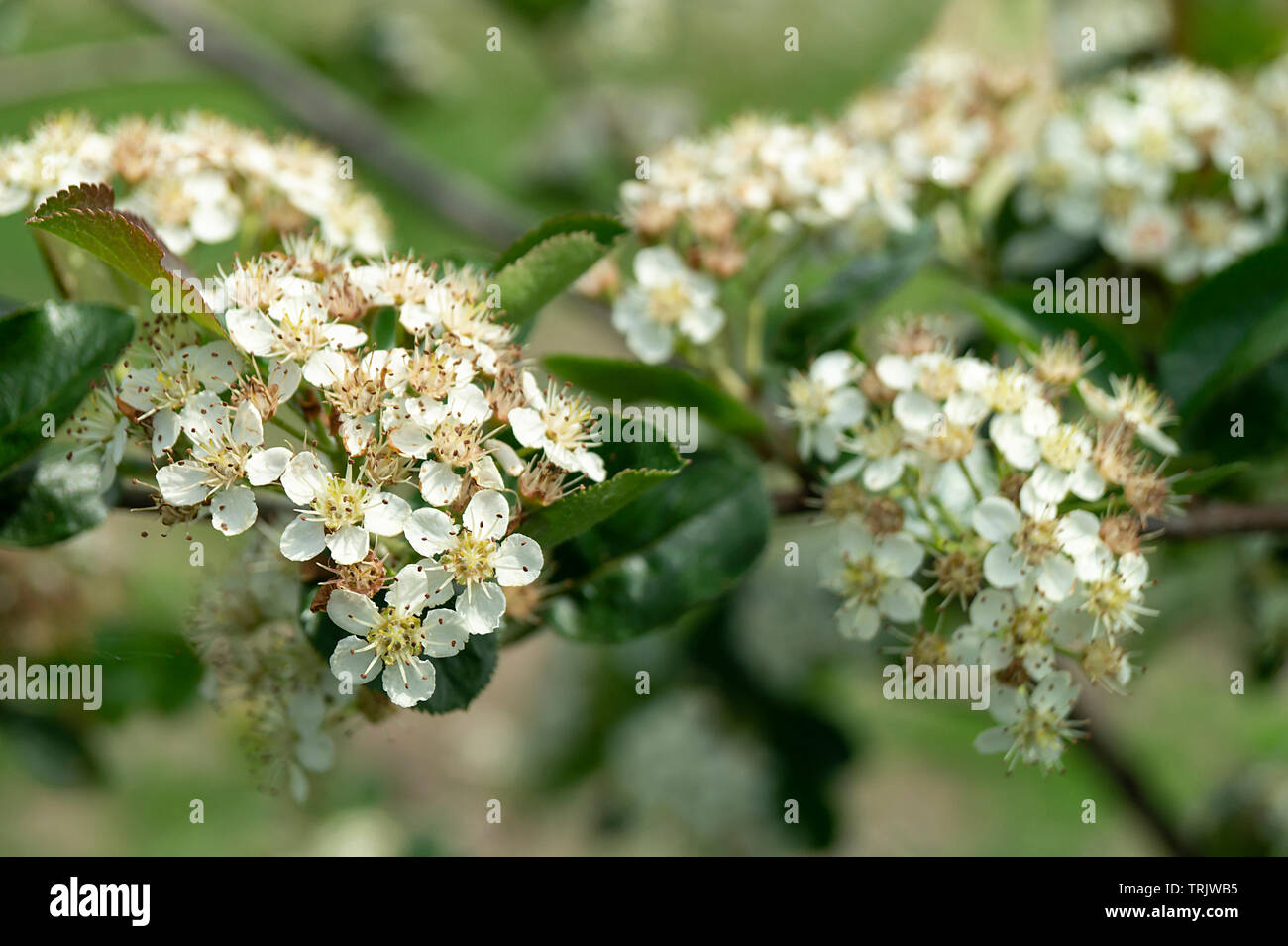 Blossom of black rowanberry at spring length of time on background ...