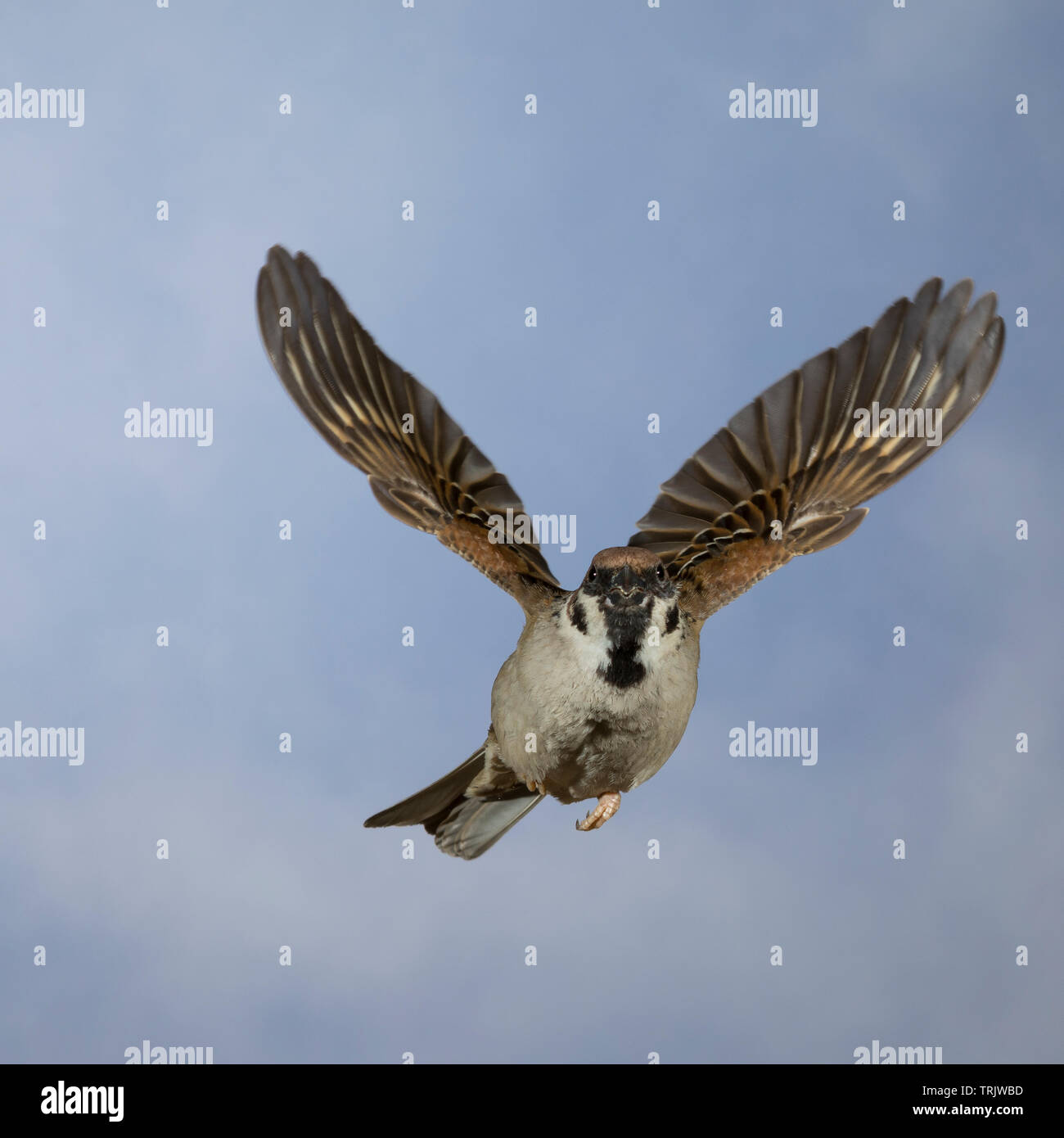 Flying sparrows hi-res stock photography and images - Alamy