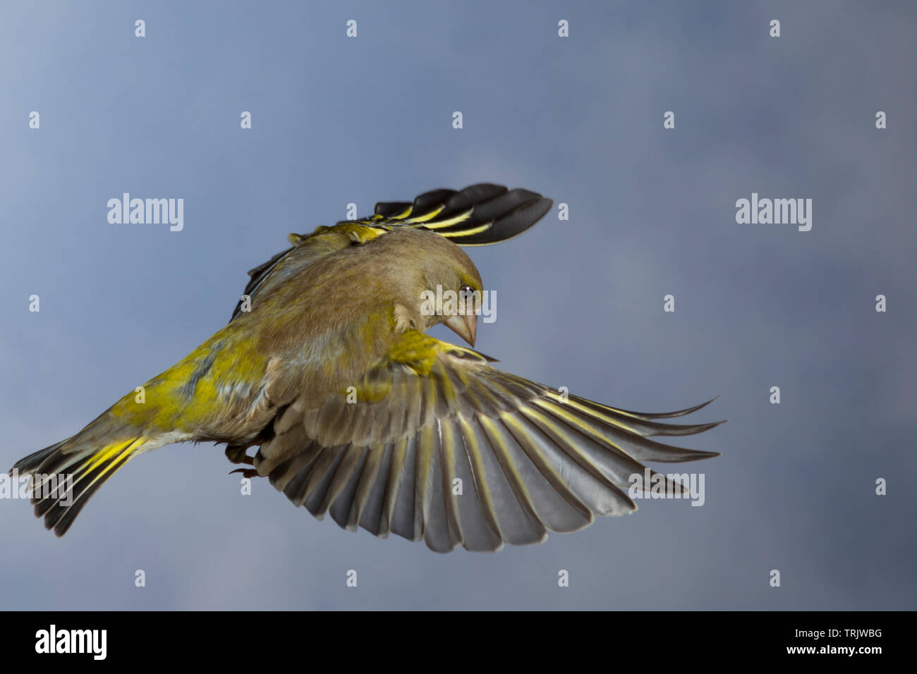 Grünfink, Grünling, Flug, Flugbild, fliegend, Grün-Fink, Chloris ...
