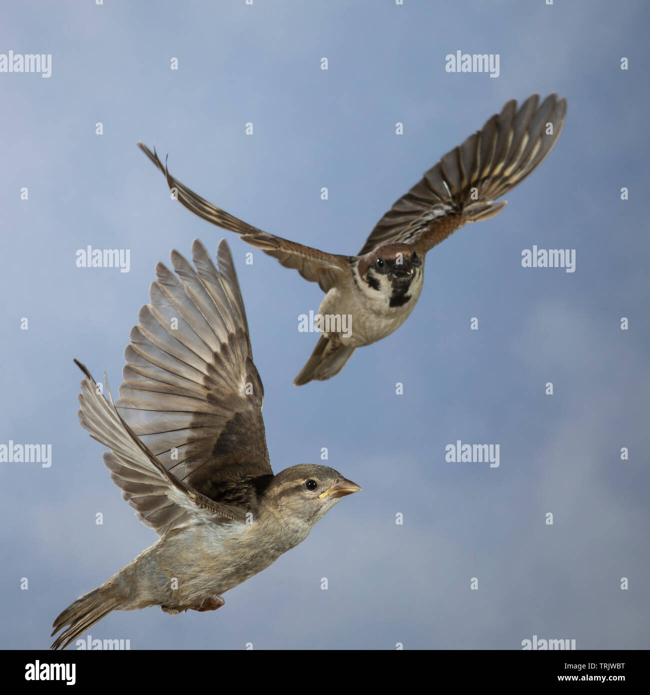 Feldspatz und Hausspatz Weibchen, Flug, fliegend, Flugbild, Feld-Spatz ...