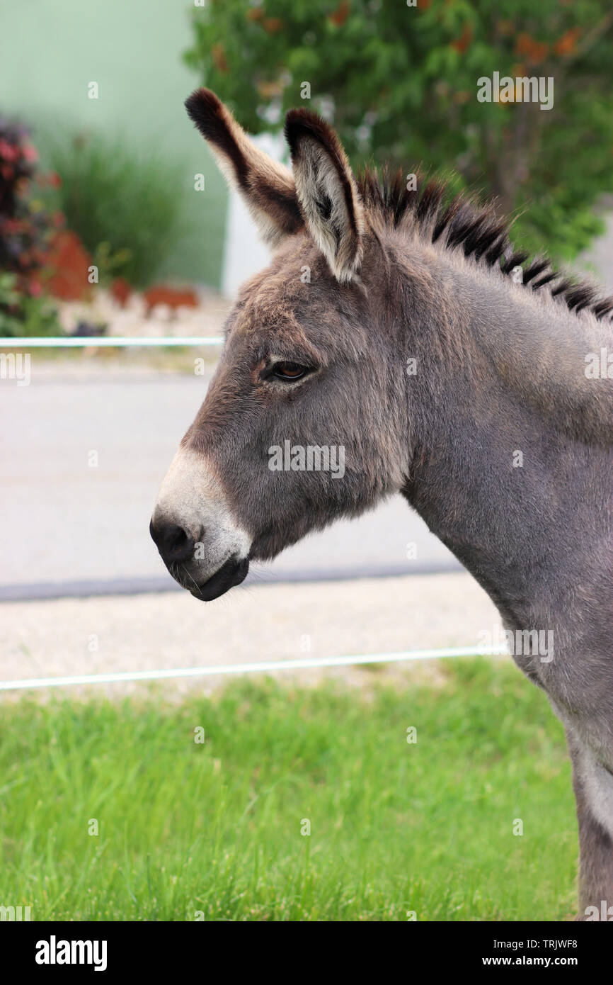 Donkey Side View Cute High Resolution Stock Photography and Images - Alamy