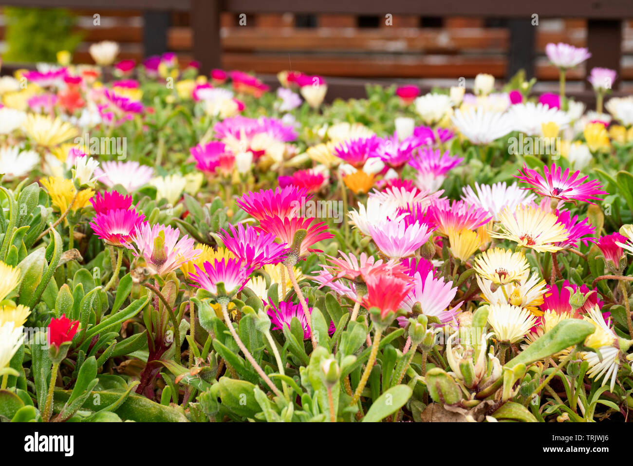 Outdoor flower photography hi-res stock photography and images - Alamy