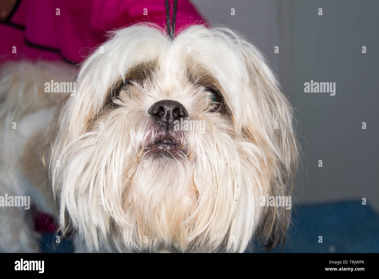 Shih-tzu dog breed face close-up Stock Photo - Alamy