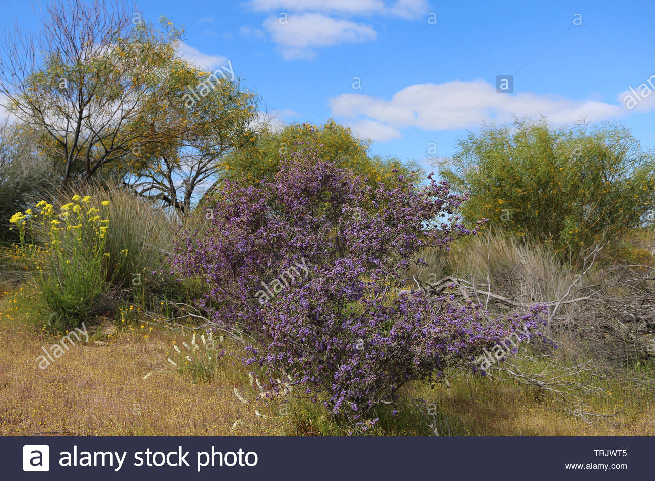 Australian Native Bushland High Resolution Stock Photography and Images ...
