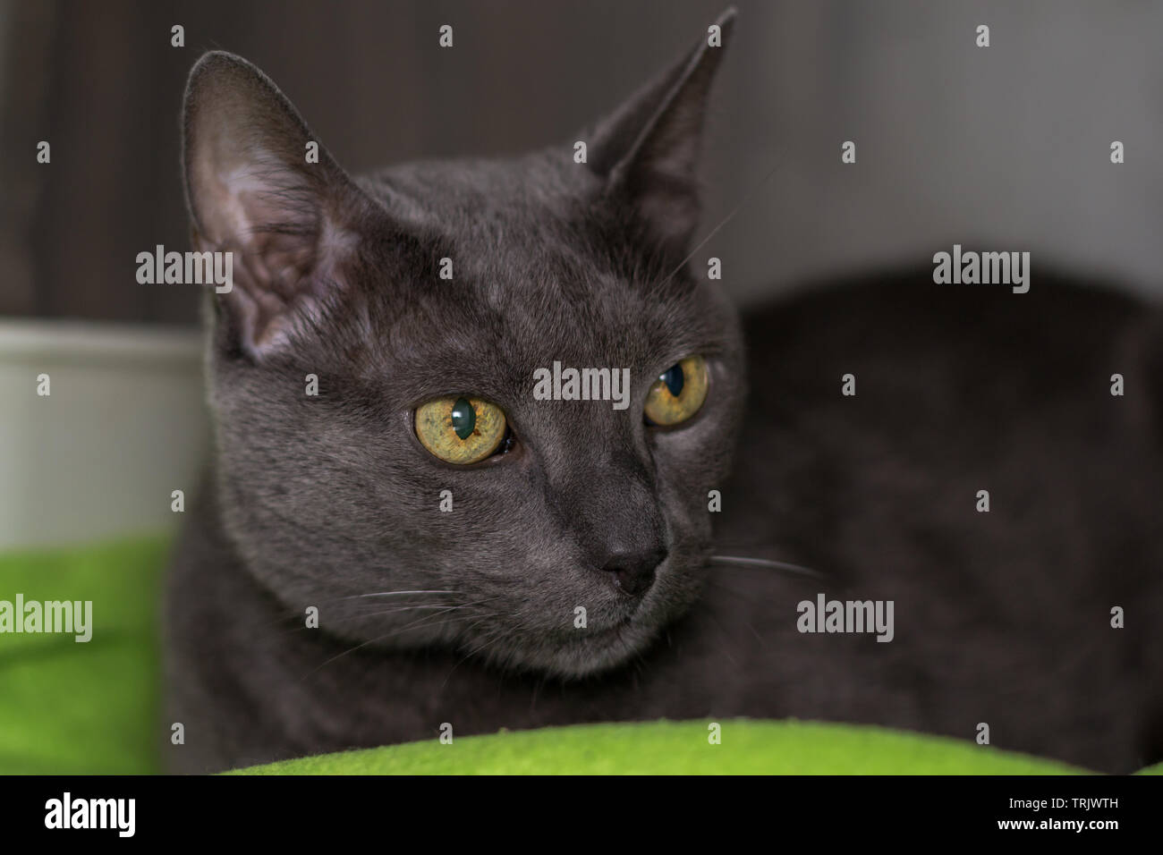 Russian blue cat breed with iris pigmentation, melanoma Stock Photo - Alamy